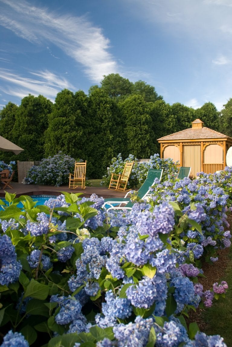 Hydrangea Happy | Cape Cod LIFE