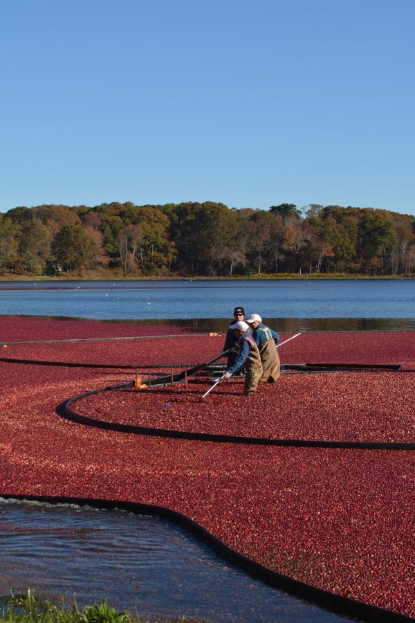A brief history of the cranberry—Cape Cod’s most impo...