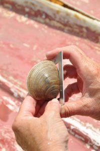 Shellfishing 101 | Cape Cod LIFE