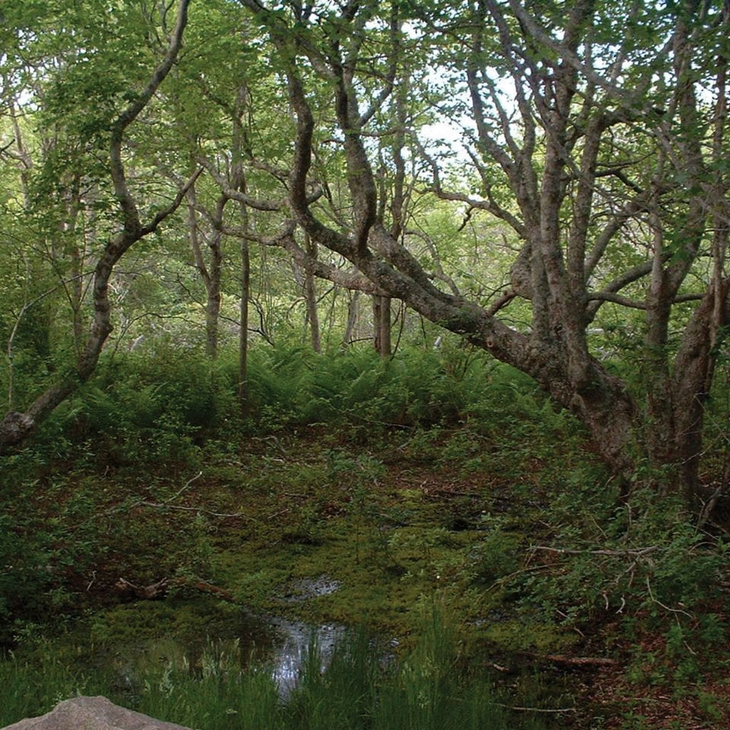 James Rassman | Cape Cod LIFE