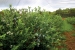 Hokum Rock Blueberry Farm Blueberry Fields Forever | Cape...