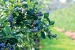 Hokum Rock Blueberry Farm Blueberry Fields Forever | Cape...