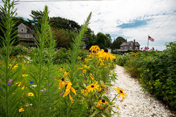 Check out this colorful Cape Cod wildflower garden