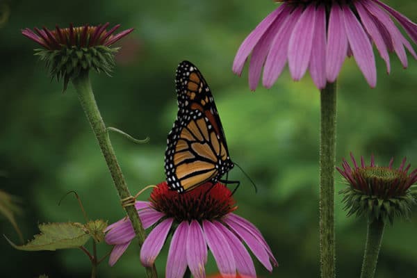 Check out this colorful Cape Cod wildflower garden