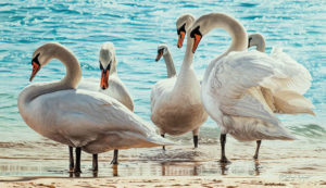 Cape Cod Culture is more than just a day at the beach!