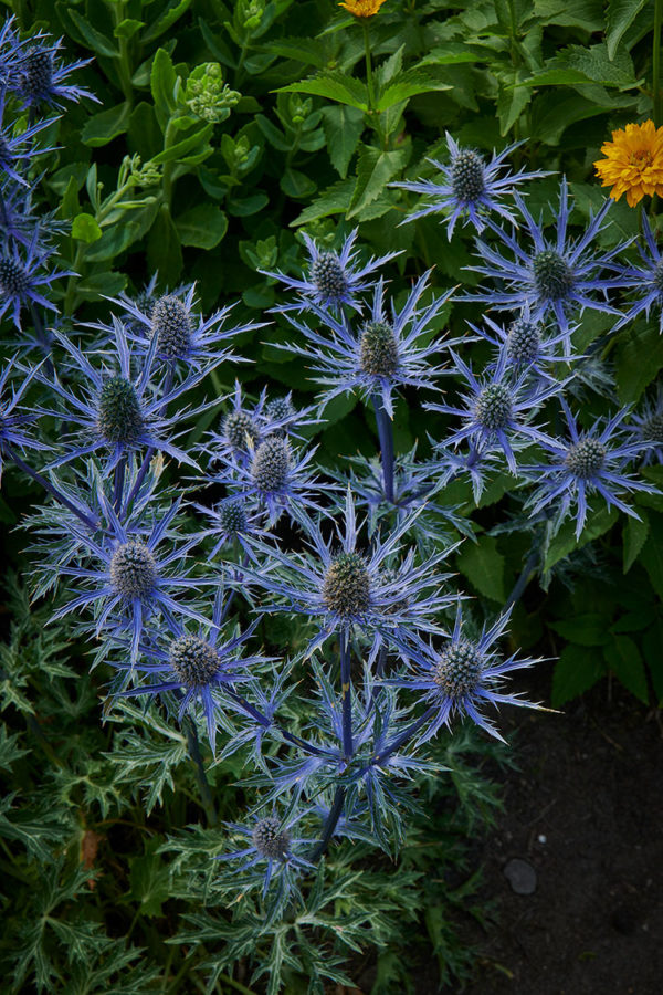 Three Centuries of Flowering: Ancient Orleans ‘hundred-...